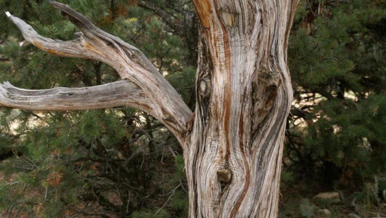 Mesquite Tree Thorns