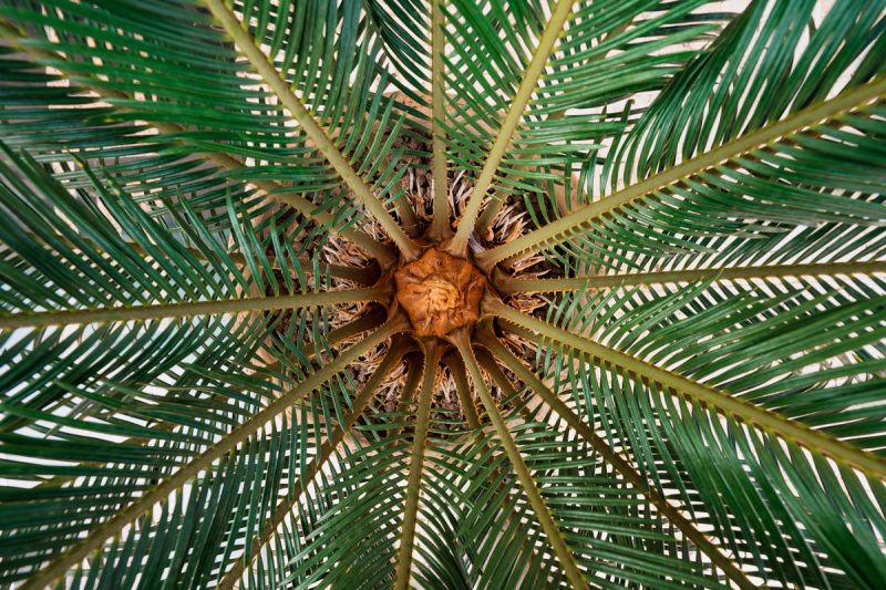 How To Revive A Palm Tree - Liberty Tree Experts