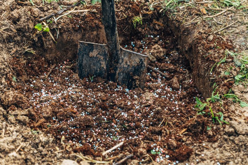 Deep Root Fertilization Cost | Liberty Tree Experts